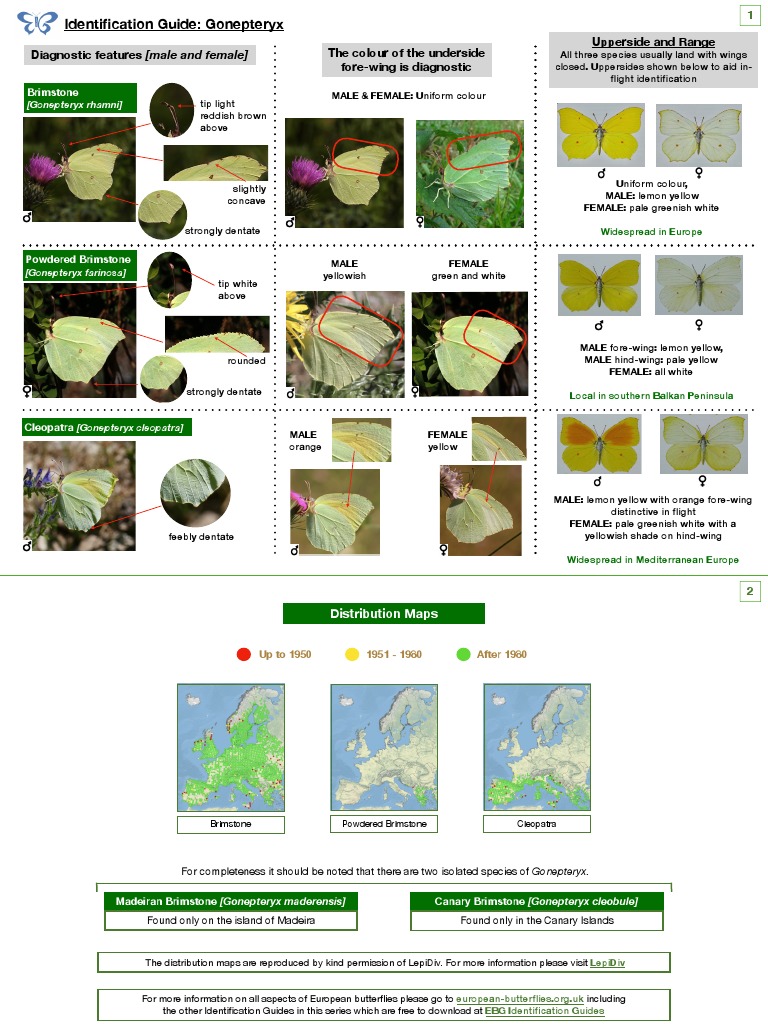 EBG Gonepteryx Guide | Download Free PDF | Butterfly | Insects