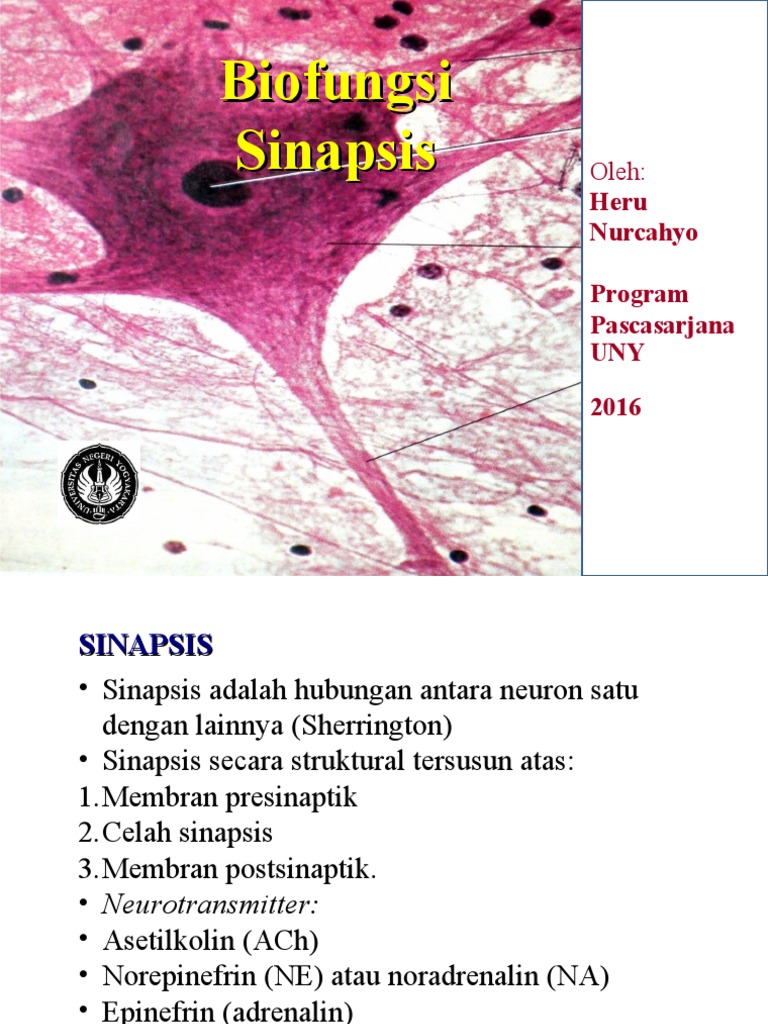 Ptm13 KajianBio SINAPS | PDF | Chemical Synapse | Excitatory ...