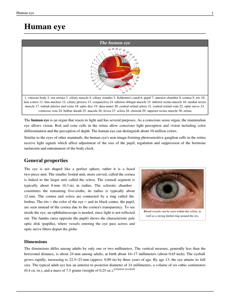 Human Eye | PDF | Human Eye | Eye