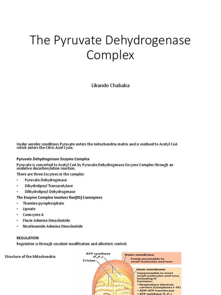 Pyruvate Dehydrogenase Enzyme Complex | PDF | Wellness