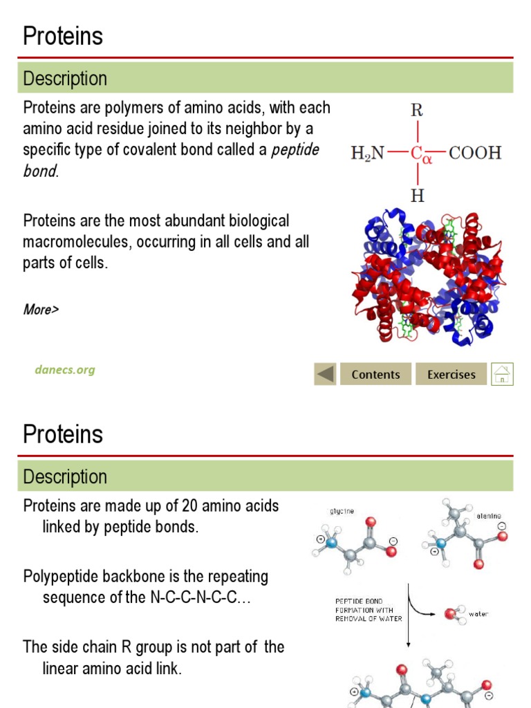 Proteins Modules | PDF | Proteins | Amino Acid