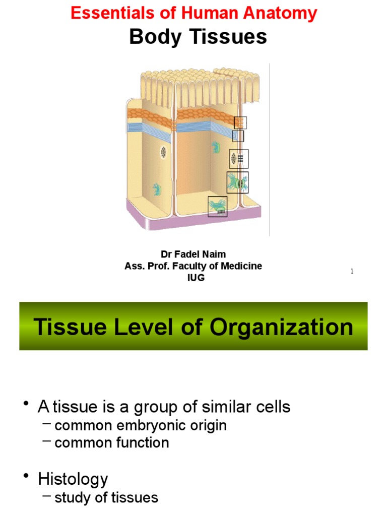 Body Tissues: DR Fadel Naim Ass. Prof. Faculty of Medicine IUG | PDF ...