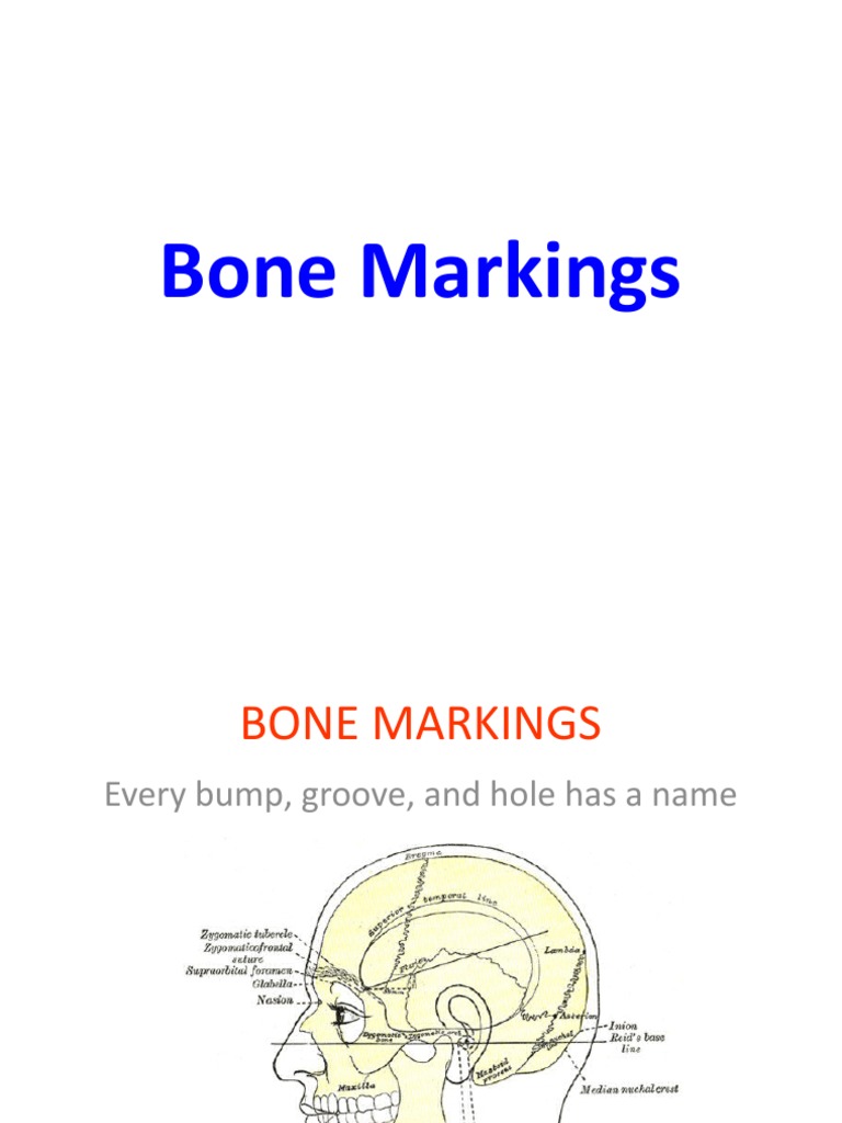 Skeletal System I, Bone Markings | PDF | Social Science | Art