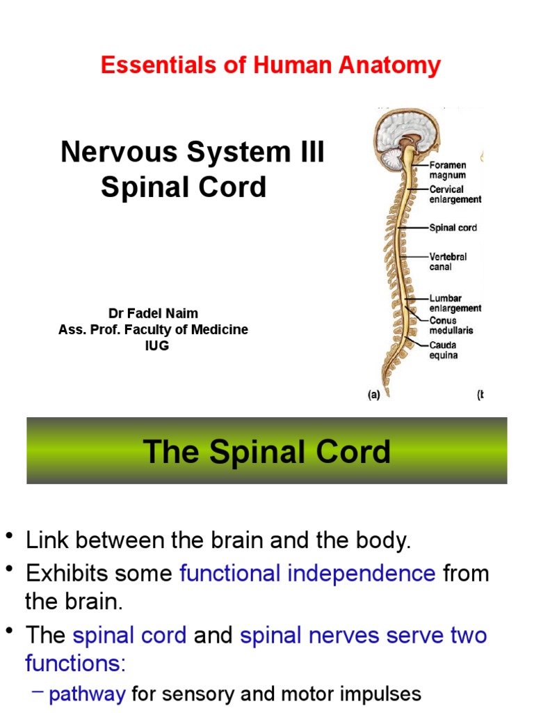 Spinal Cord Anatomy and Functions | PDF | Spinal Cord | Vertebral Column