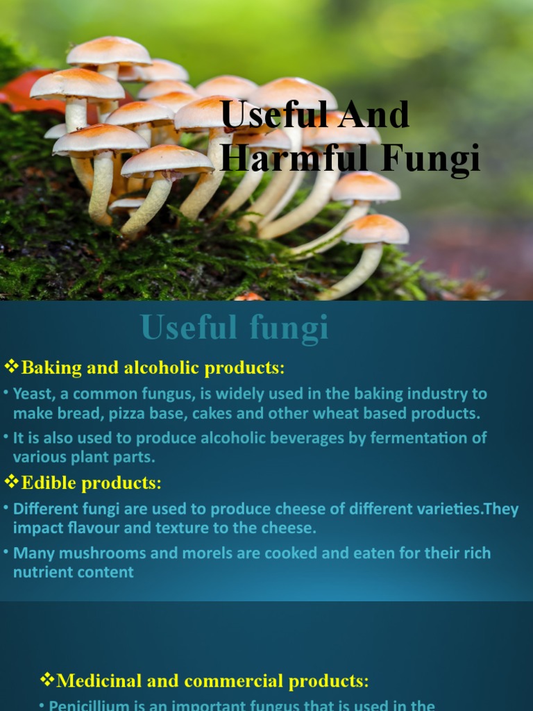 Useful and Harmful Fungi 1 | PDF