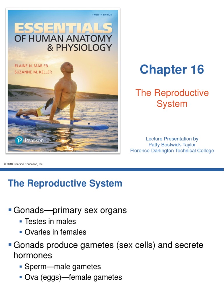 CHAPTER 16 Reproductive System PDF | PDF | Luteinizing Hormone | Testicle