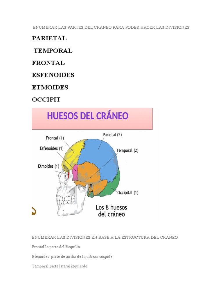 Partes Del Craneo para Poder Hacer Las Divisiones | PDF