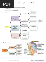 Tacto Protopático y Epicrítico KNP | PDF | Piel | Neurobiología