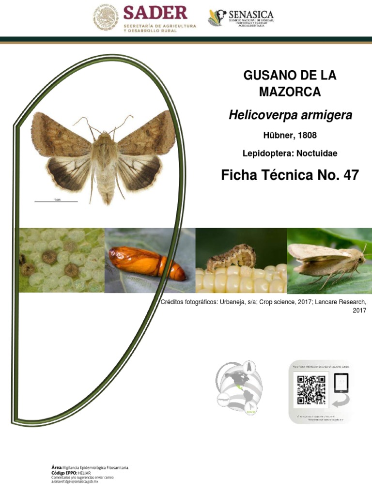 Ficha Técnica de Gusano de La Mazorca | PDF