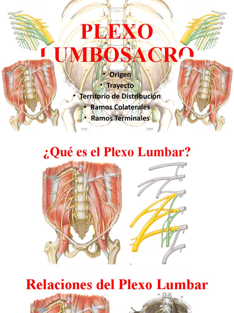 Plexo Lumbosacro | PDF | Sistema musculoesquelético | Anatomía del miembro inferior