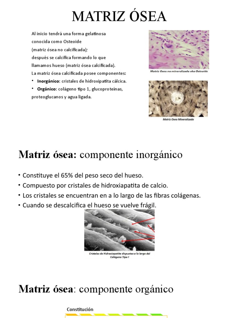 Matriz Ósea | PDF