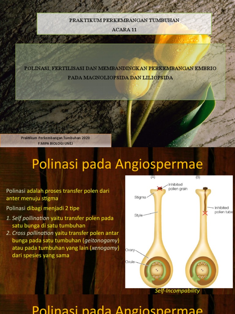 Polinasi, Fertilisasi Dan Membandingkan Perkembangan Embrio Pada ...
