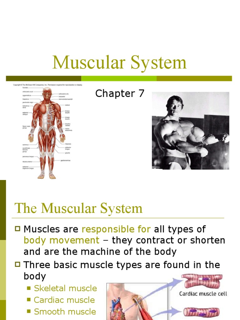 The Muscular System: An In-Depth Look at Muscle Structure, Contraction ...