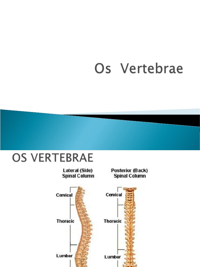 Anatomi Os Vertebrae, Costae | PDF | Ilmu Sosial