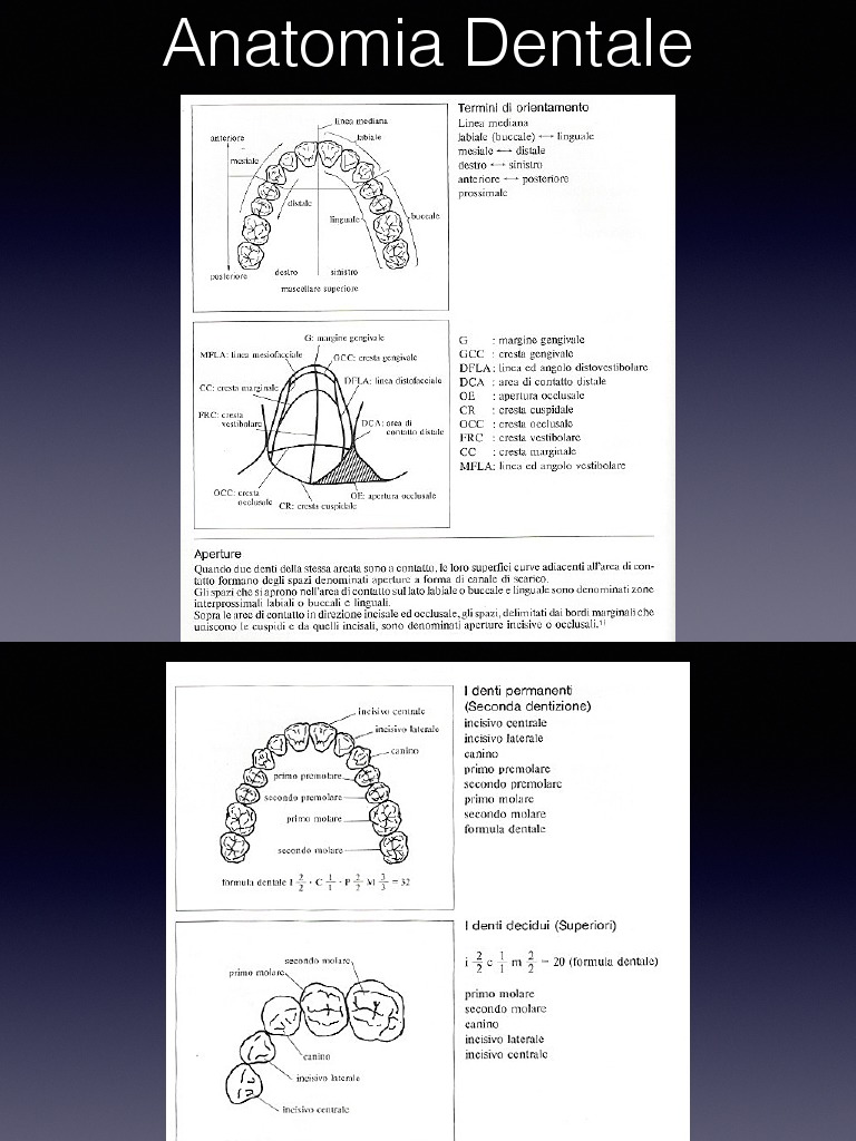Anatomia Dentale-Arcate e Denti | PDF