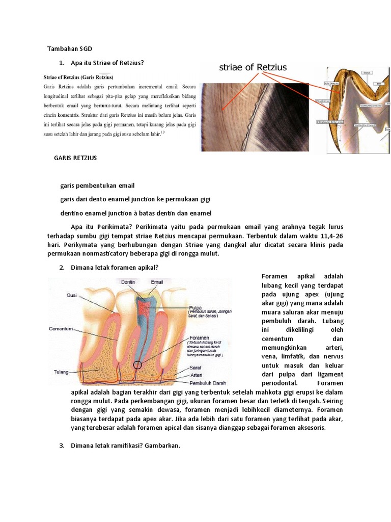 Garis Retzius dan Foramen Apikal Gigi | PDF