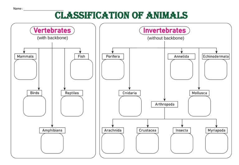 Animal Classification Chart Blank | PDF