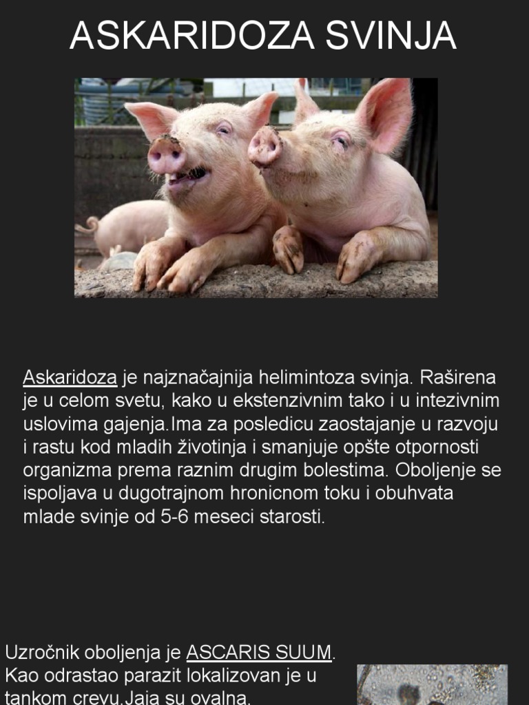 Askaridoza Svinja | PDF