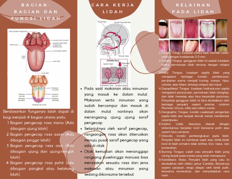 Bagian-Bagian Lidah | PDF