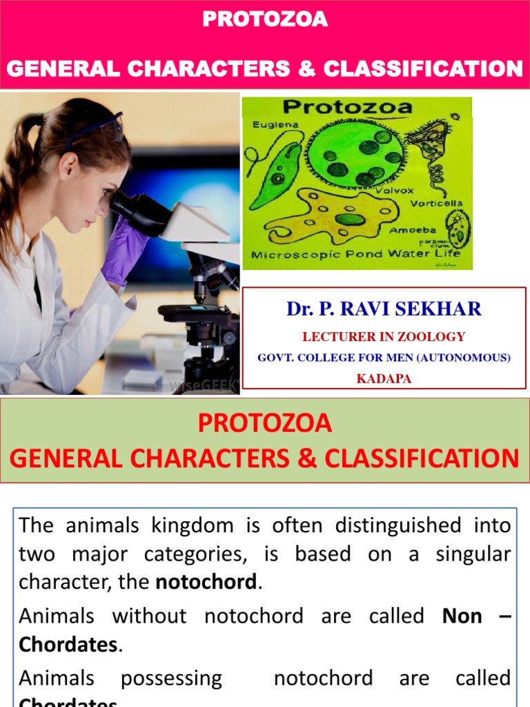 Protozoa General Characters and Classification | PDF | Protozoa ...