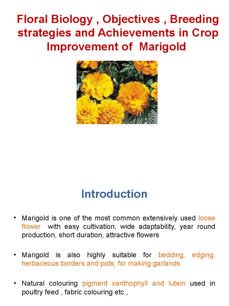 Floral Biology, Objectives, Breeding Strategies and Achievements in ...