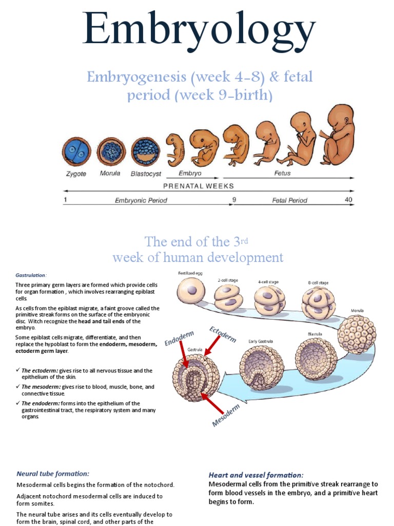 Embryogenesis (Week 4-8) & Fetal Period (Week 9-Birth) | PDF | Embryo ...