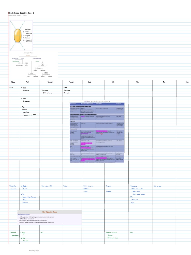 FINAL-Chart Gram Negative Rods 2 | PDF