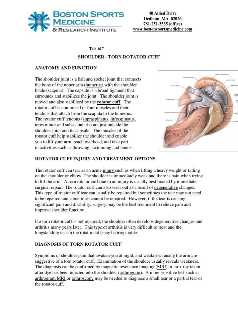 Shoulder - Torn Rotator Cuff Anatomy and Function: 40 Allied Drive ...