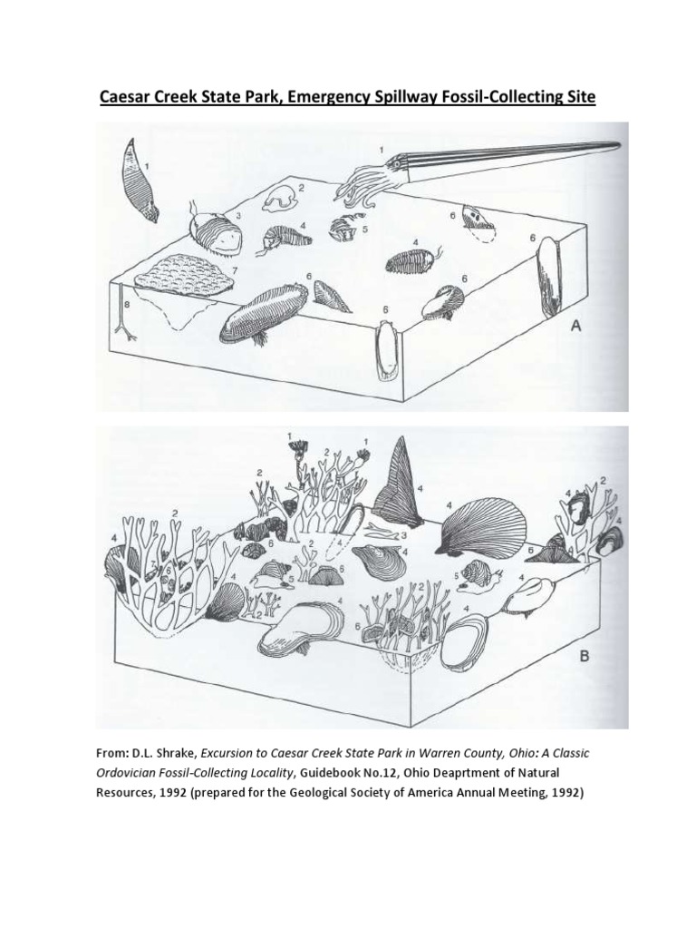 Fossil Hunt Fossil Guide | PDF