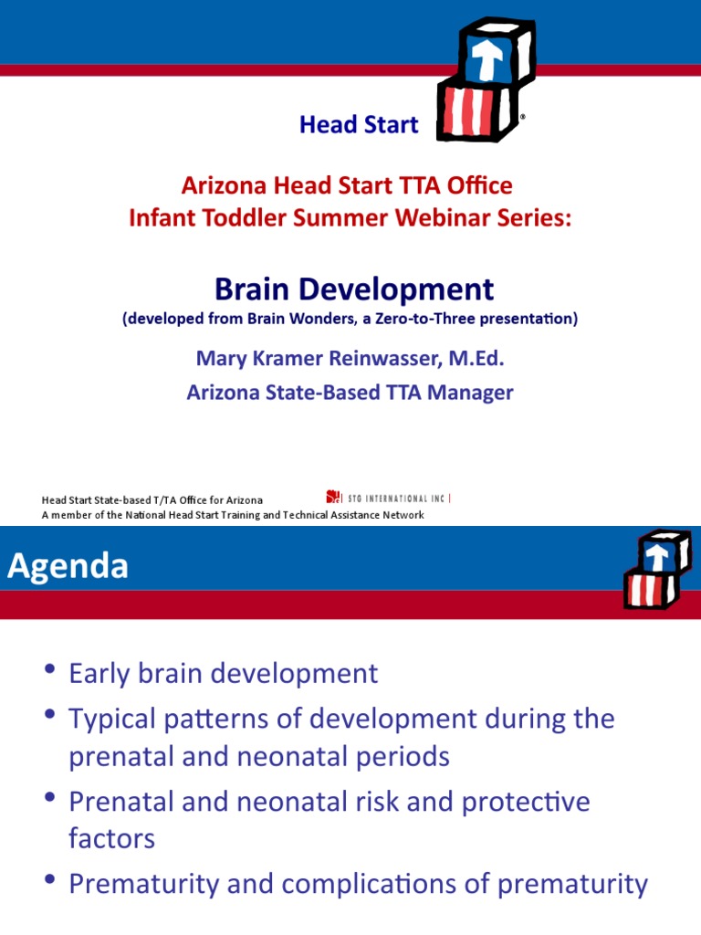 Brain Development | PDF | Prenatal Development | Preterm Birth