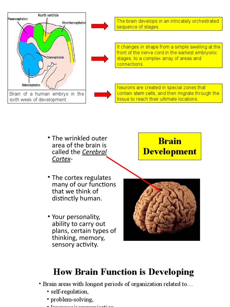 Brain Development | PDF | Brain | Neuron