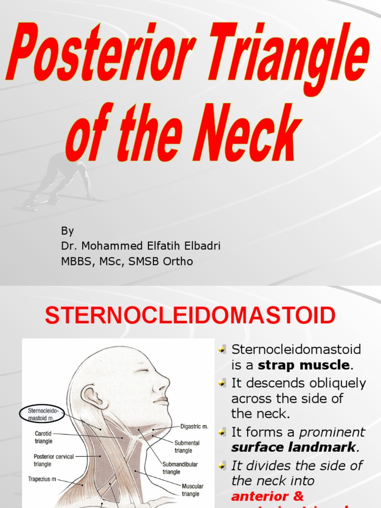 3 - Posterior Triangle | PDF | Science & Mathematics