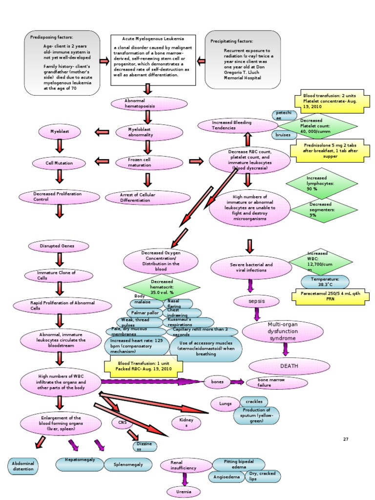 Pathophysiology AML Diagram | White Blood Cell | Leukemia