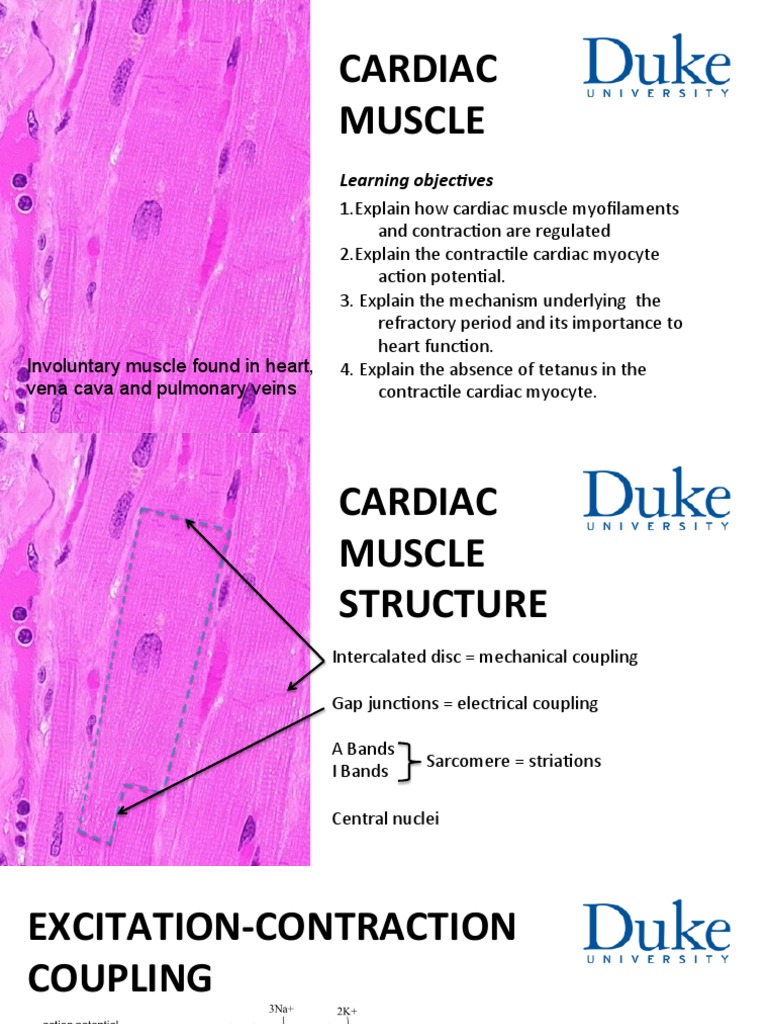 Week3-6pptcaridac Muscle | PDF | Myocyte | Cardiac Muscle