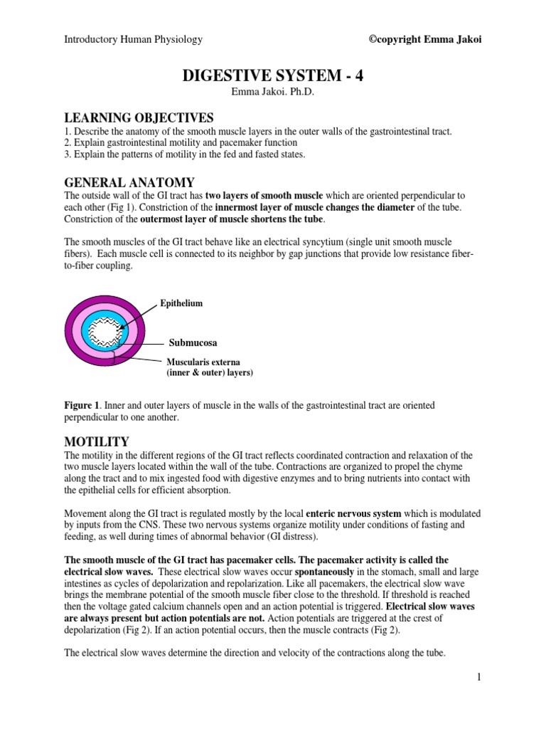 Digestive System - 4: Learning Objectives | PDF | Gastrointestinal ...