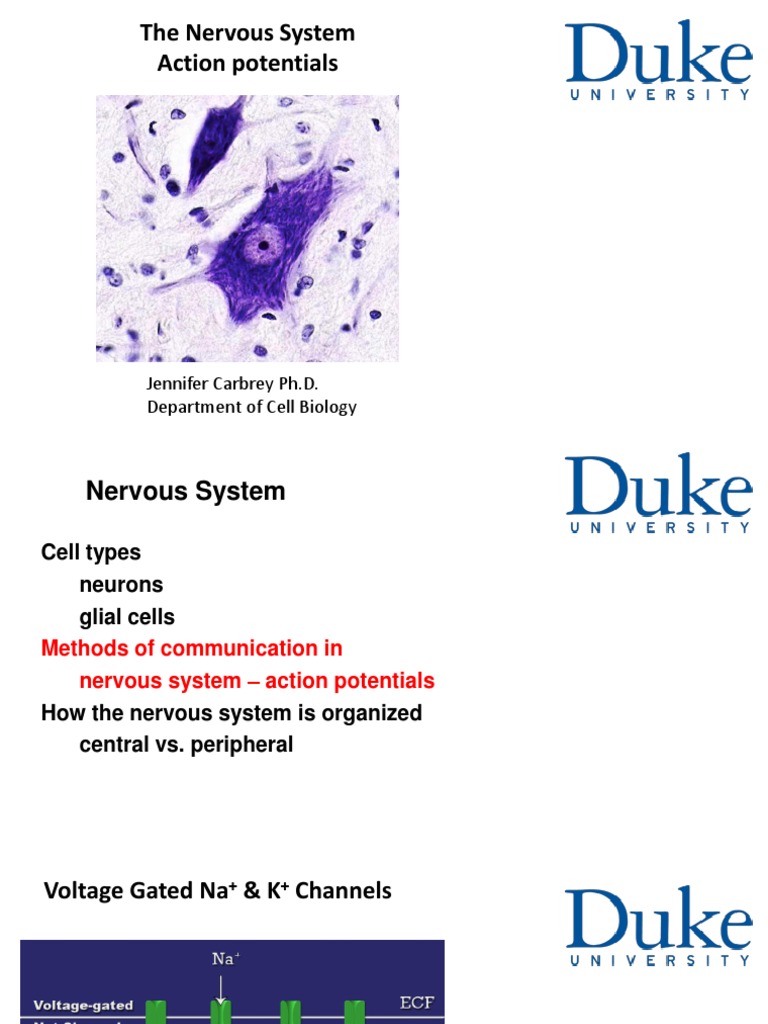 The Nervous System Action Potentials: Jennifer Carbrey Ph.D. Department ...