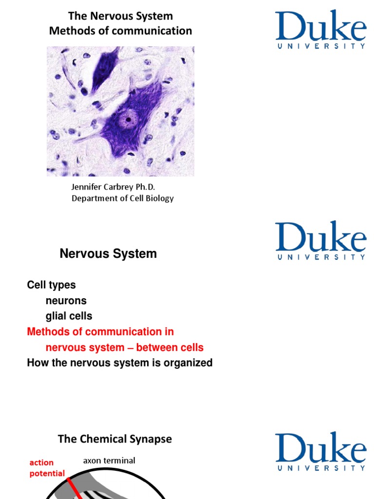 Week2-4pptphysiology Nervous System Organisation 2 | PDF