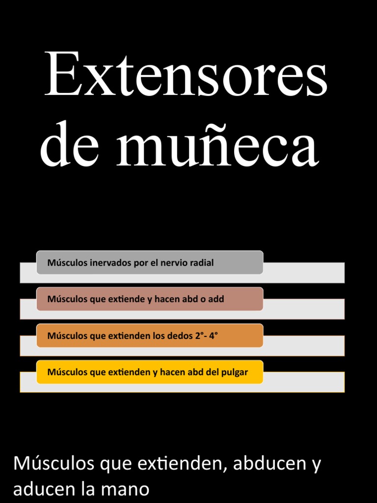Extensores de Muñeca | PDF | Mano | Extremidades (anatomía)