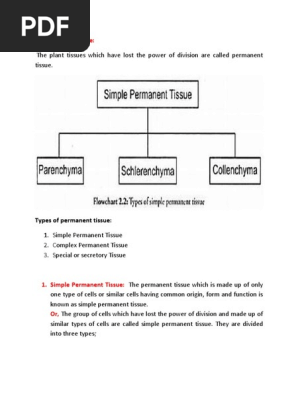 Simple Permanent Tissue Diagram