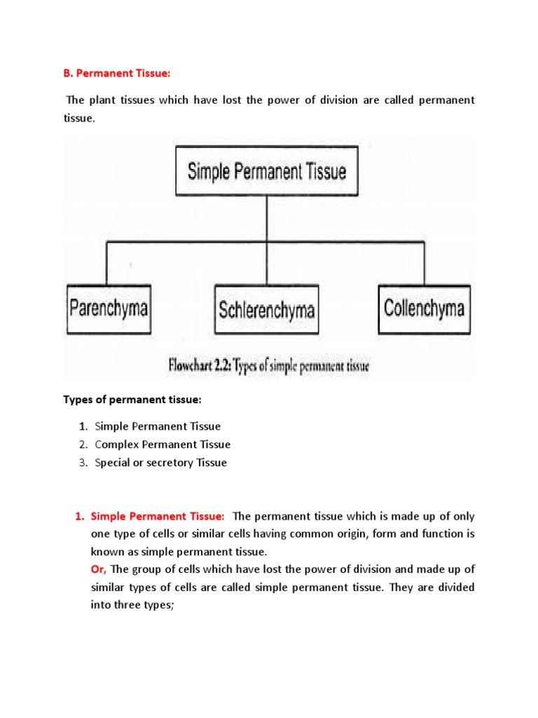 Classification and Functions of Plant Permanent Tissues | PDF | Tissue ...