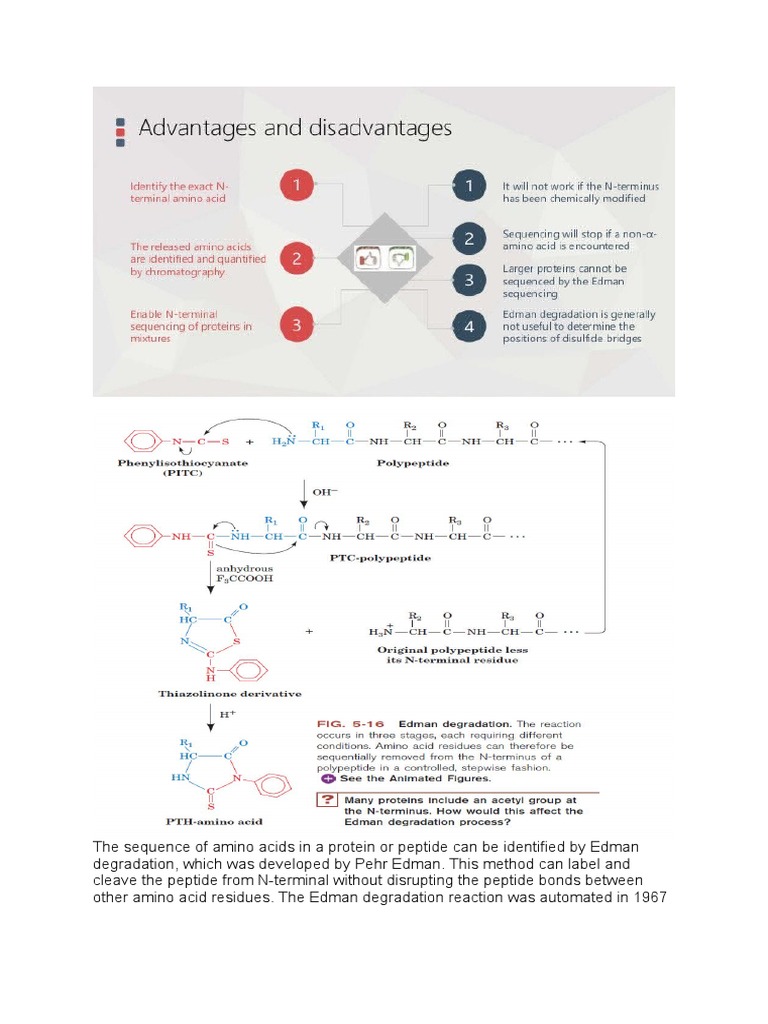 Edman Degradation | PDF | Proteolysis | Molecular Biophysics