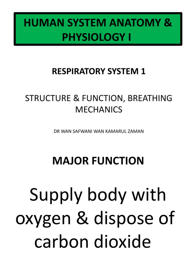 Lecture 5 Respiratory System 1 | PDF | Larynx | Lung