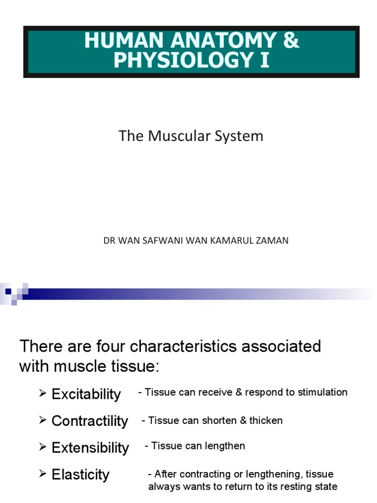 Human Anatomy & Physiology I: The Muscular System | PDF | Muscle ...