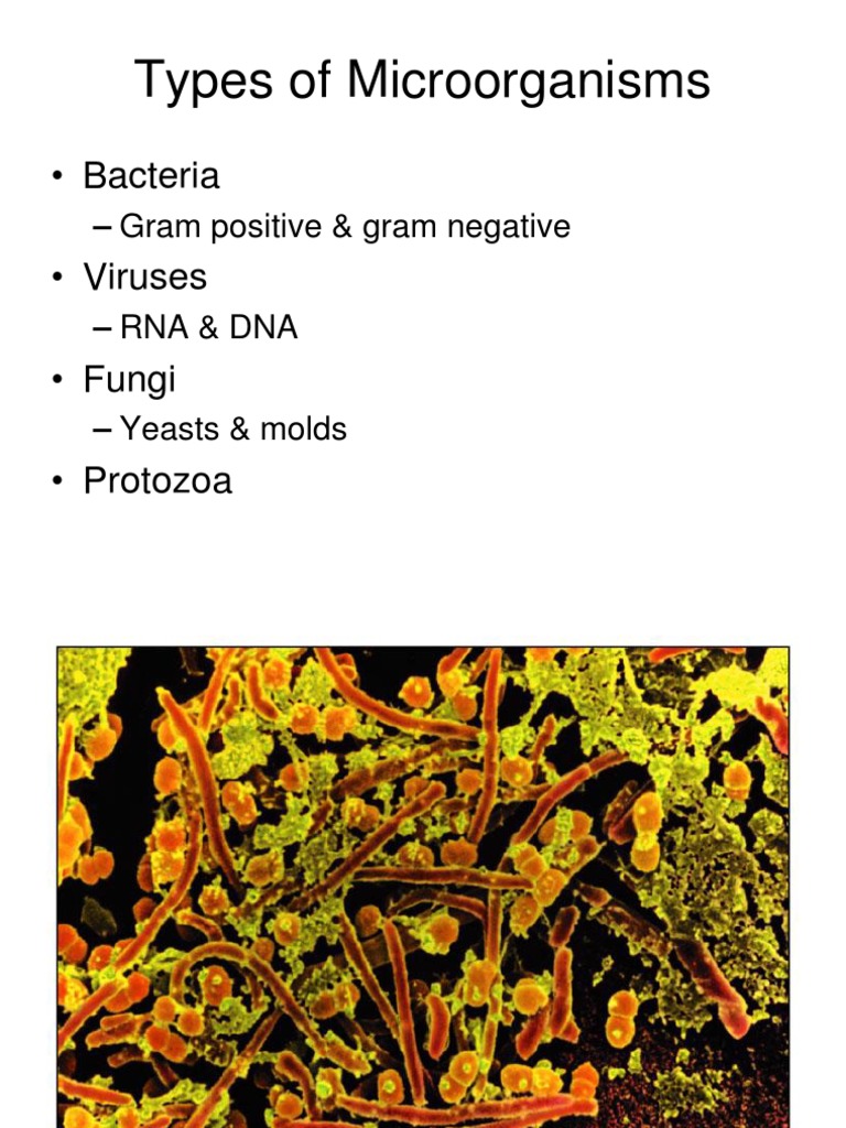 Microorganism Types & Characteristics | PDF | Bacteria | Virus