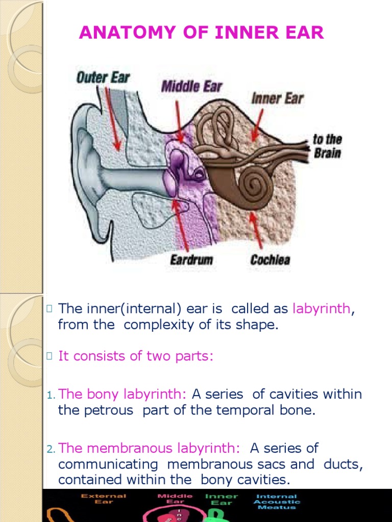 Anatomy of Ear | PDF | Human Anatomy | Senses