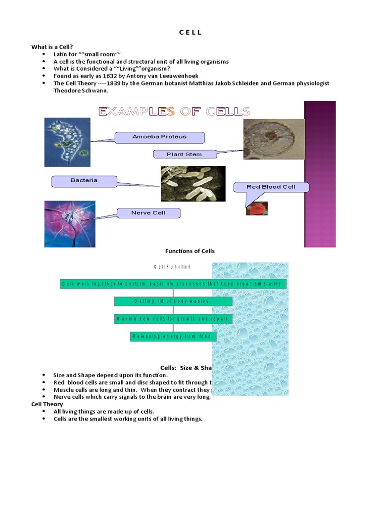 What Is A Cell?: Cells: Size & Shape | PDF | Endoplasmic Reticulum ...