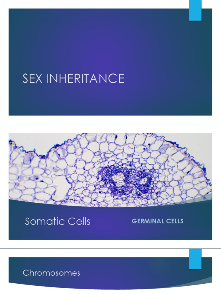Sex Inheritance Pdf Sex Genetics