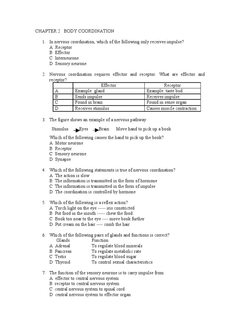 Chapter 2 Body Coordination | PDF | Nervous System | Central Nervous System