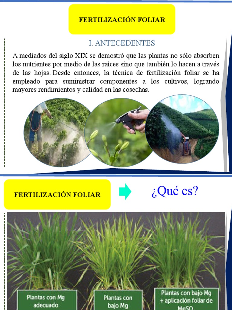 Fertilización Foliar-Ventajas y Desventajas | PDF | Fertilizante | Hoja