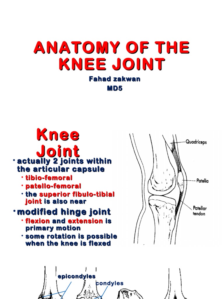 Anatomy of The Knee Joint | PDF | Knee | Soft Tissue